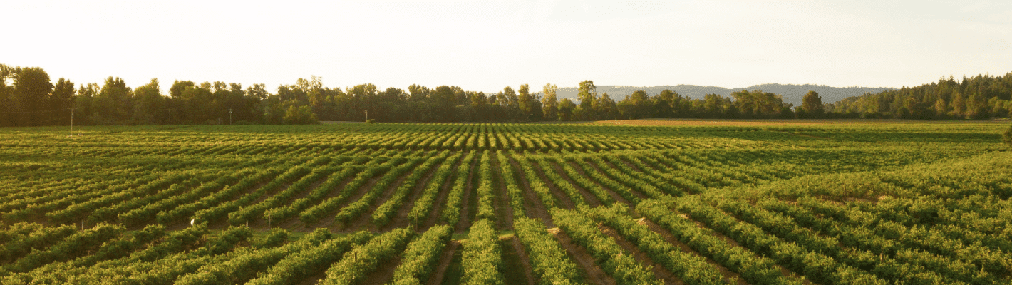 Bloomer Easter Egg Hunt and More! - Bloomer